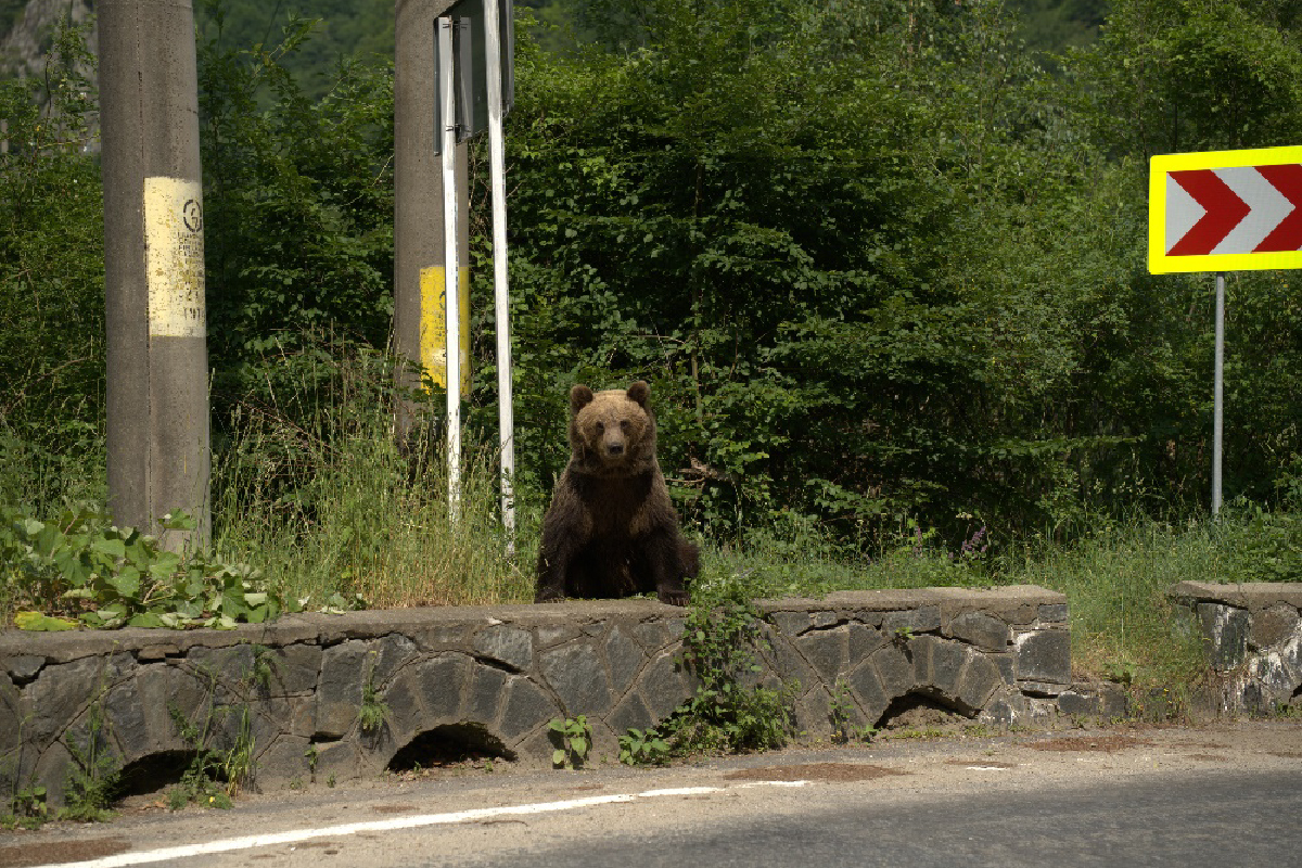 Ursul Romania @ Site-ul Officia 2022